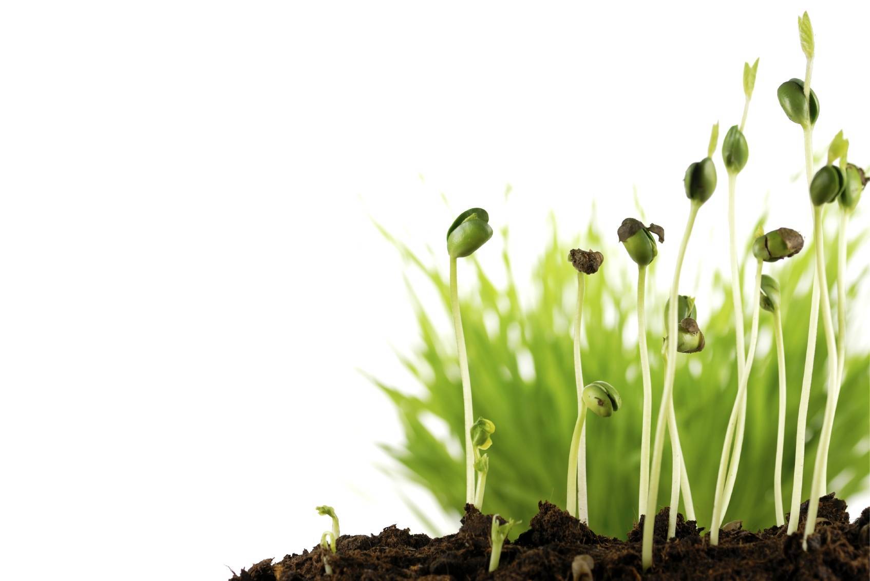 Legumes: Good for You & Easy to Prepare – VitaMedica